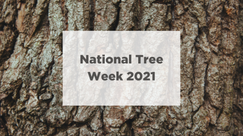 National Tree Week 2021 - Portt & Co